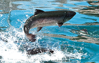 New Zealand farmed king salmon look good in green