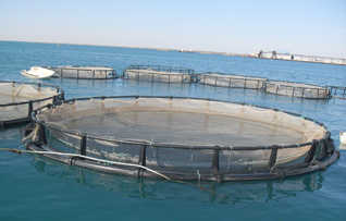 Problems and progress: Salmon farming and the environment
