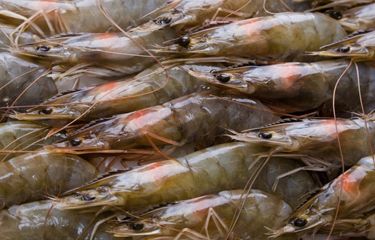 Shrimp traceability gets a boost from elemental profiling
