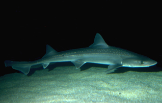 Australia creates flake group name