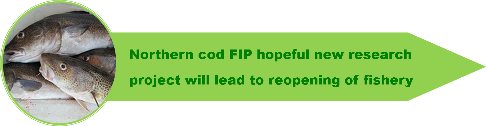 Catchall: What to know about today's cod market | SeafoodSource