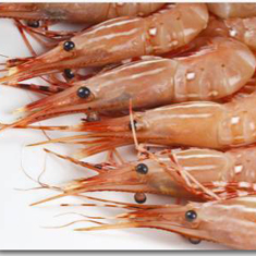 Shrimp now Ecuador's top non-oil export