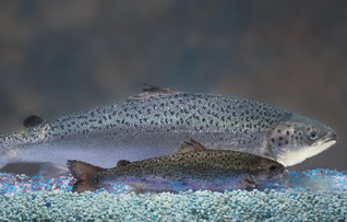 Super salmon?