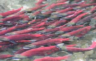 Copper River salmon season gets tentative start date
