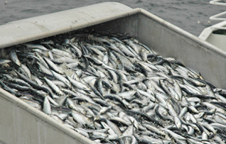 EU, Norway mackerel upgraded on fish to eat list