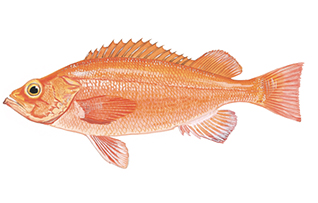 Atlantic redfish fishery achieves MSC certification