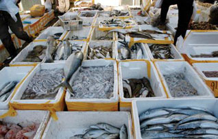 Plenty of trade, little traceability in Chinese seafood trade