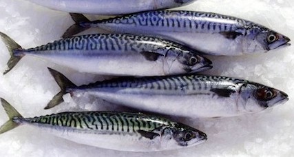 Nigeria market provides major outlet for UK mackerel