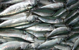 EU, Norway mackerel upgraded on fish to eat list