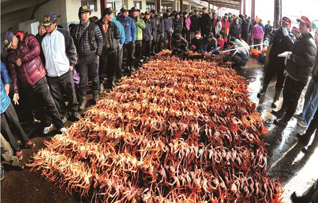Japan’s snow crab season opens with high prices