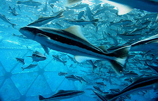 OFT-OceanSpar merger leads to aquaculture automation