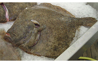 Farming turbot in a tunnel