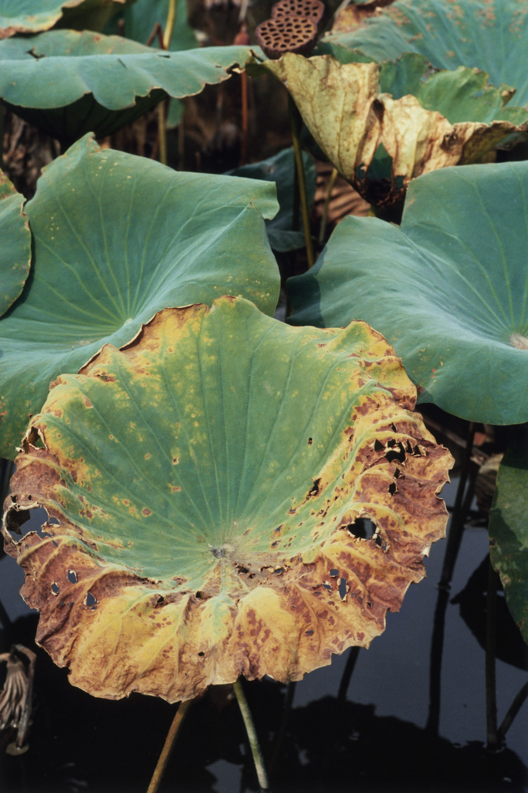 Over 7 years and 8 countries, Chris Rhodes photographed the overlooked ...