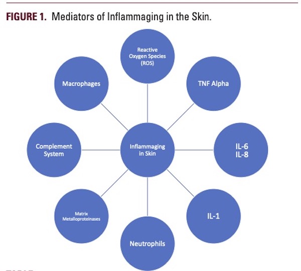 Inflammaging in Dermatology: A New Frontier for Research - JDDonline ...