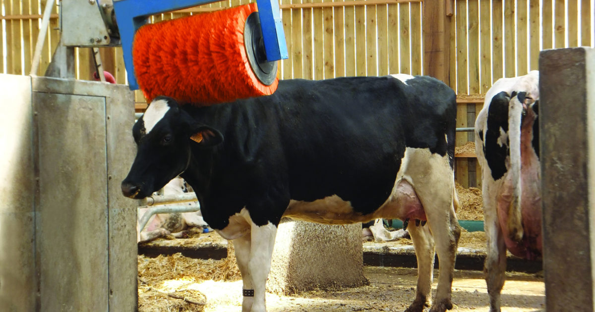 Cow Brush - Cow Groomer - Herd Brush - Barn Brush - Cow… | BouMatic