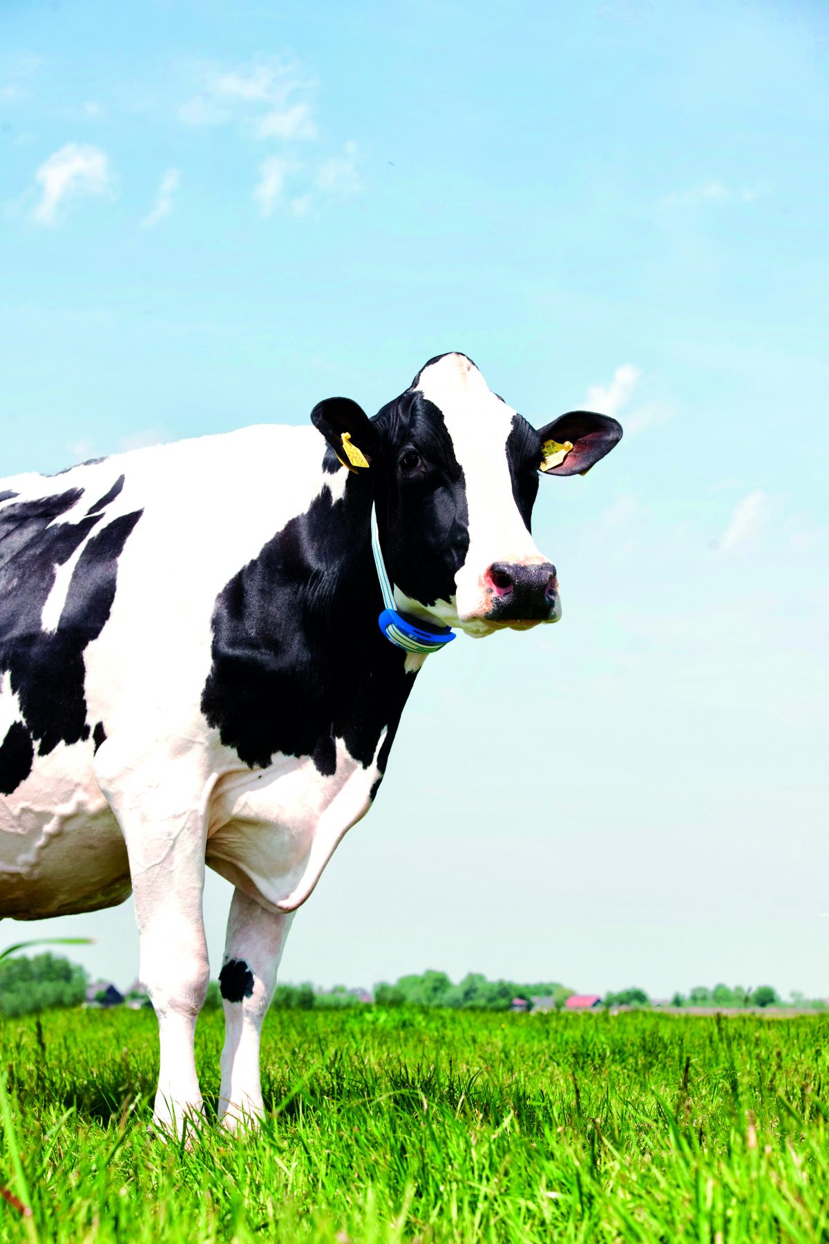 BouMatic | HeatSeeker II Cow monitoring system