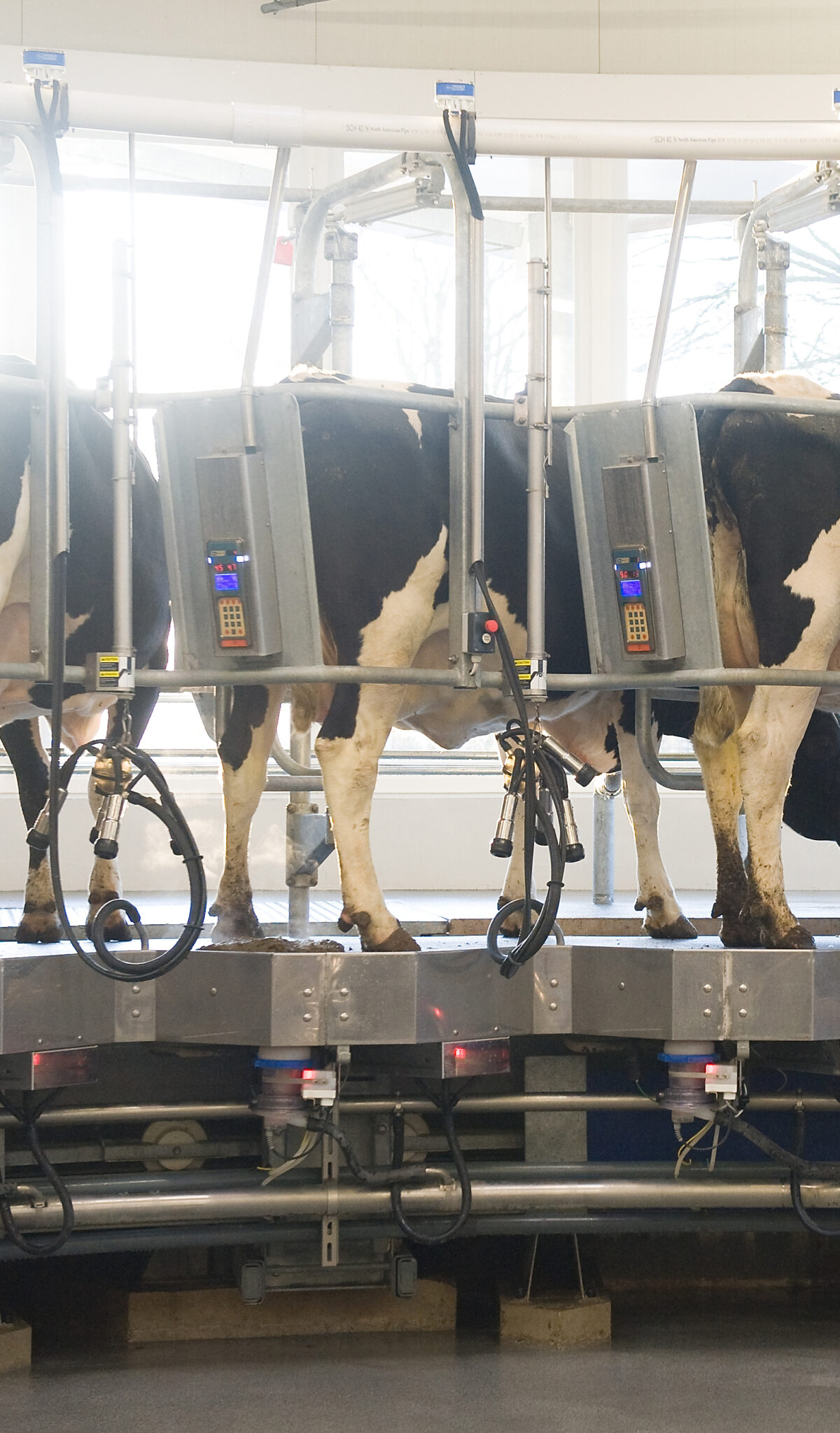Maximize your parlour performance | BouMatic