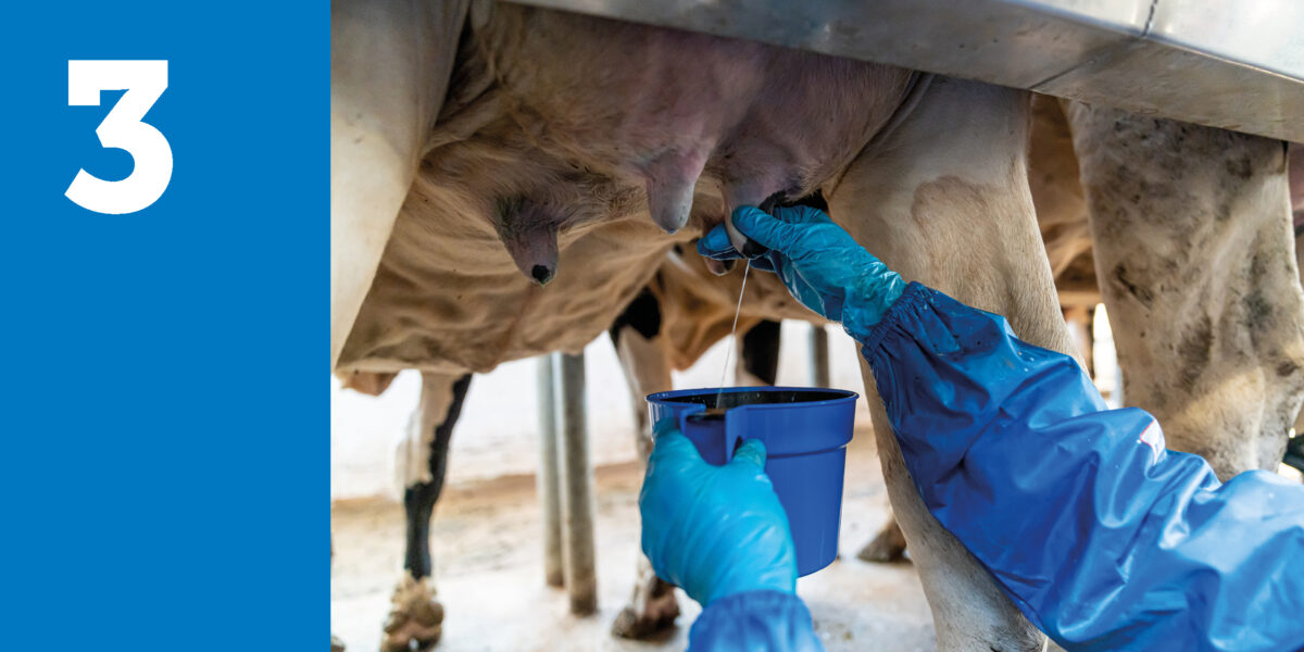 BouMatic | Milking gently, quickly and completely.