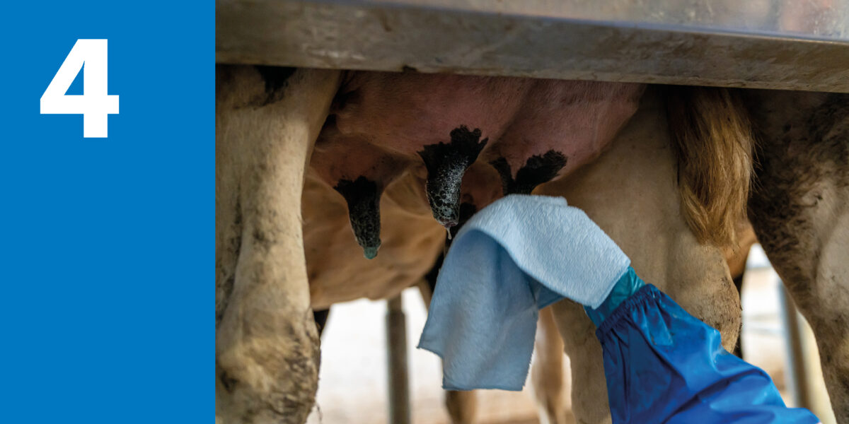 BouMatic | Milking gently, quickly and completely.