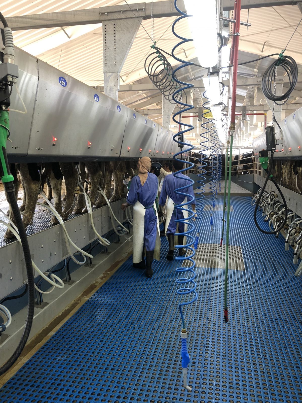 BouMatic presents 3 milking systems running at the… | BouMatic