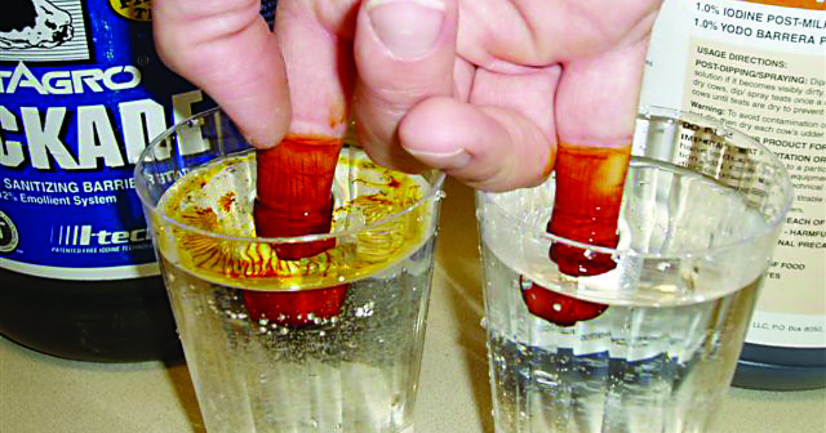 teat dip - 1% iodine barrier - film forming - environmental | BouMatic