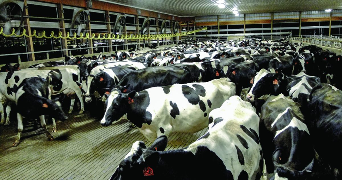 Crowd Gate - Parlor Entrance - Holding Pen | BouMatic