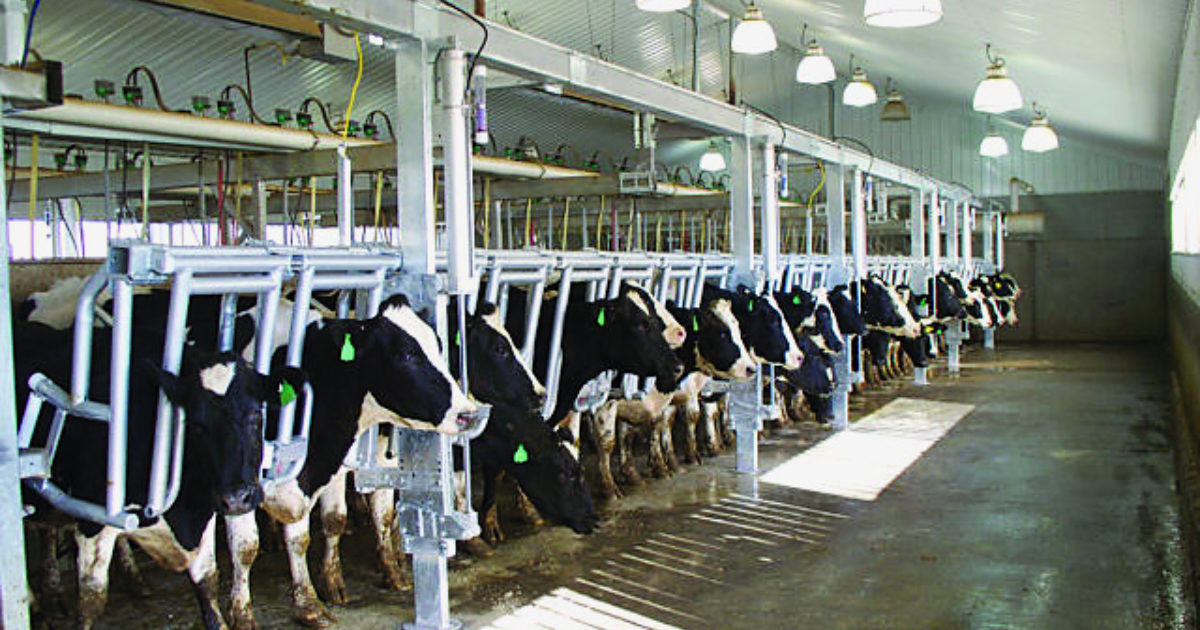Front End Conversion - Remodel Milking Parlor - 90LX | BouMatic