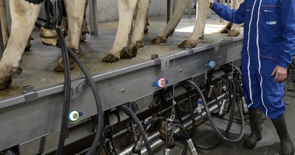 BouMatic | milking detacher - take-off - automatic take-off - Sheep…