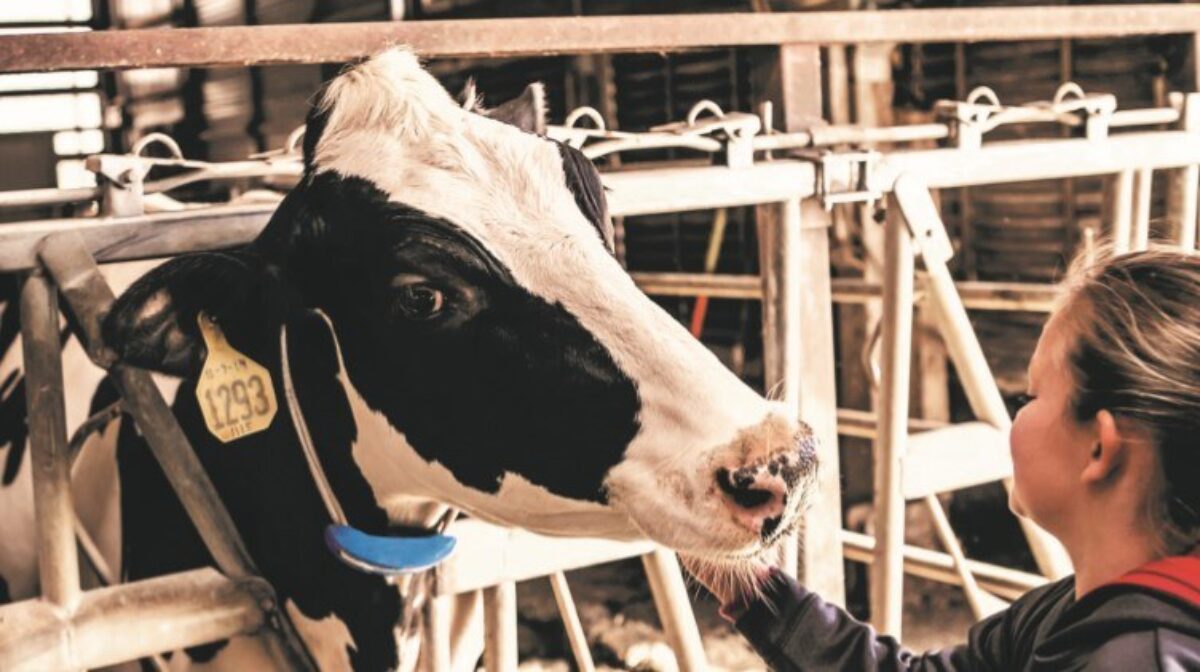 Why Invest in Cow Monitoring? | BouMatic