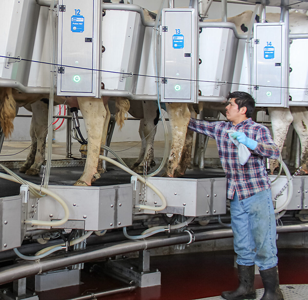 Understand Milking Routines and Improve Performance | BouMatic