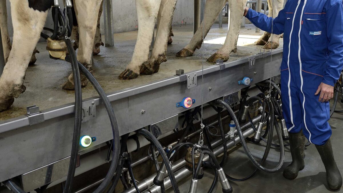 BouMatic | milking detacher - take-off - automatic take-off - Sheep…