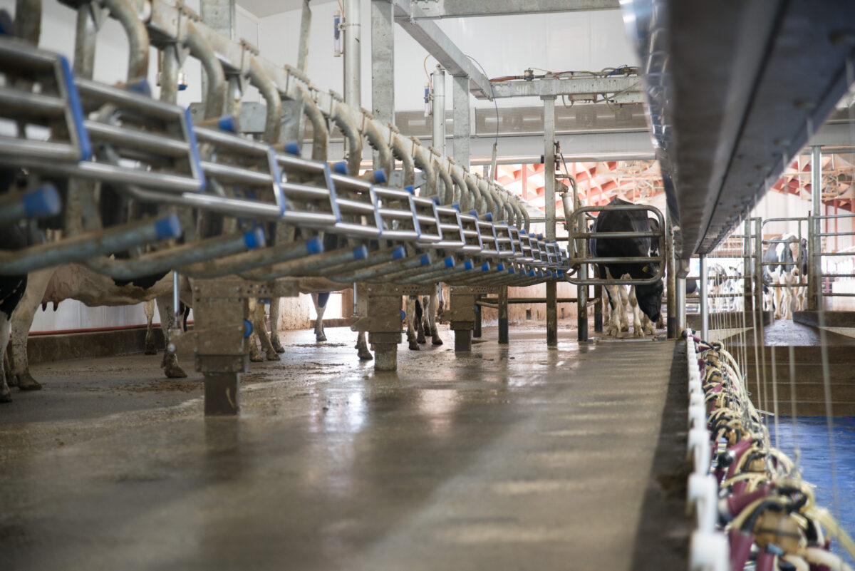 Parallel Parlor - Dairy Parlor - Milking Parlor - Straight… | BouMatic