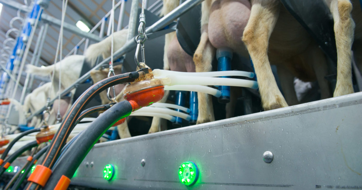 SmartLite for goat milking systems | BouMatic