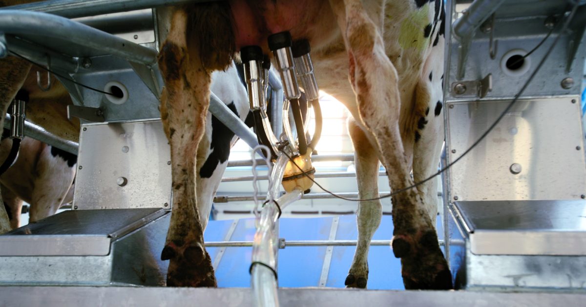 milking liners - milking equipment - milking unit - milk… | BouMatic