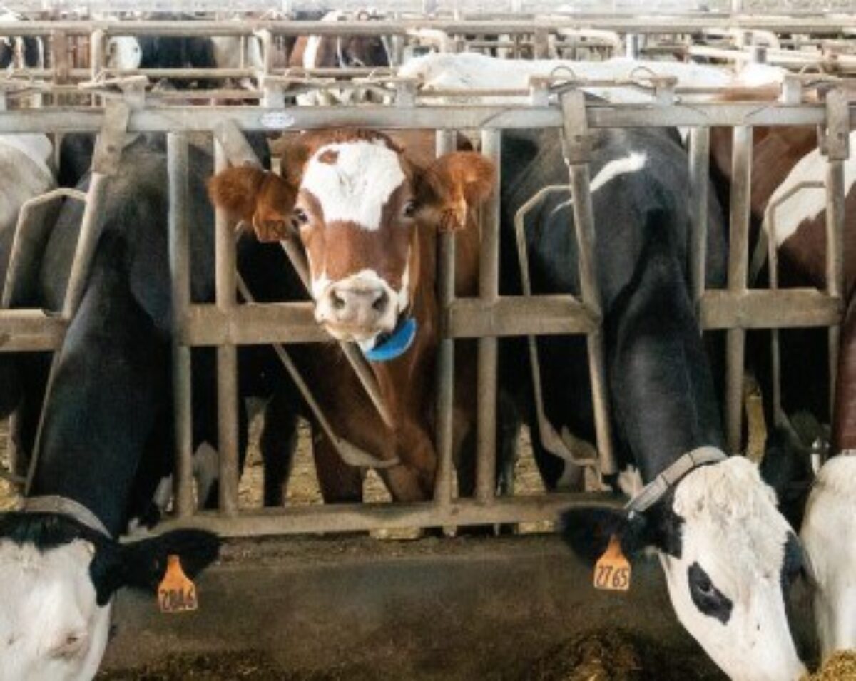Why Invest in Cow Monitoring? | BouMatic