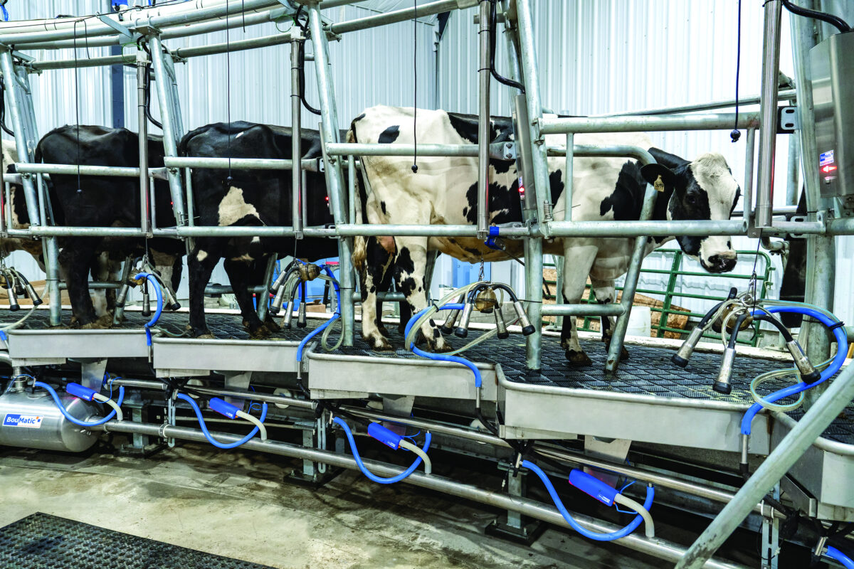 Internal Rotary Parlor - Heavy Duty Rotary Platform - Cow… | BouMatic