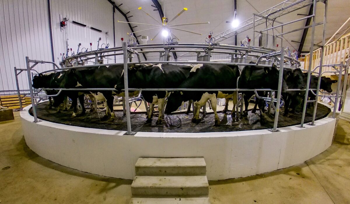 Internal Rotary Parlor - Heavy Duty Rotary Platform - Cow… | BouMatic