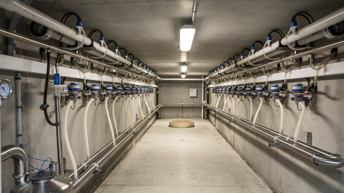 Parallel Parlor - Dairy Parlor - Milking Parlor - Straight… | BouMatic