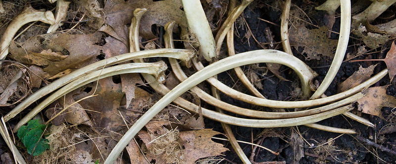 Options for Your Field Trip | Dodge Nature Center