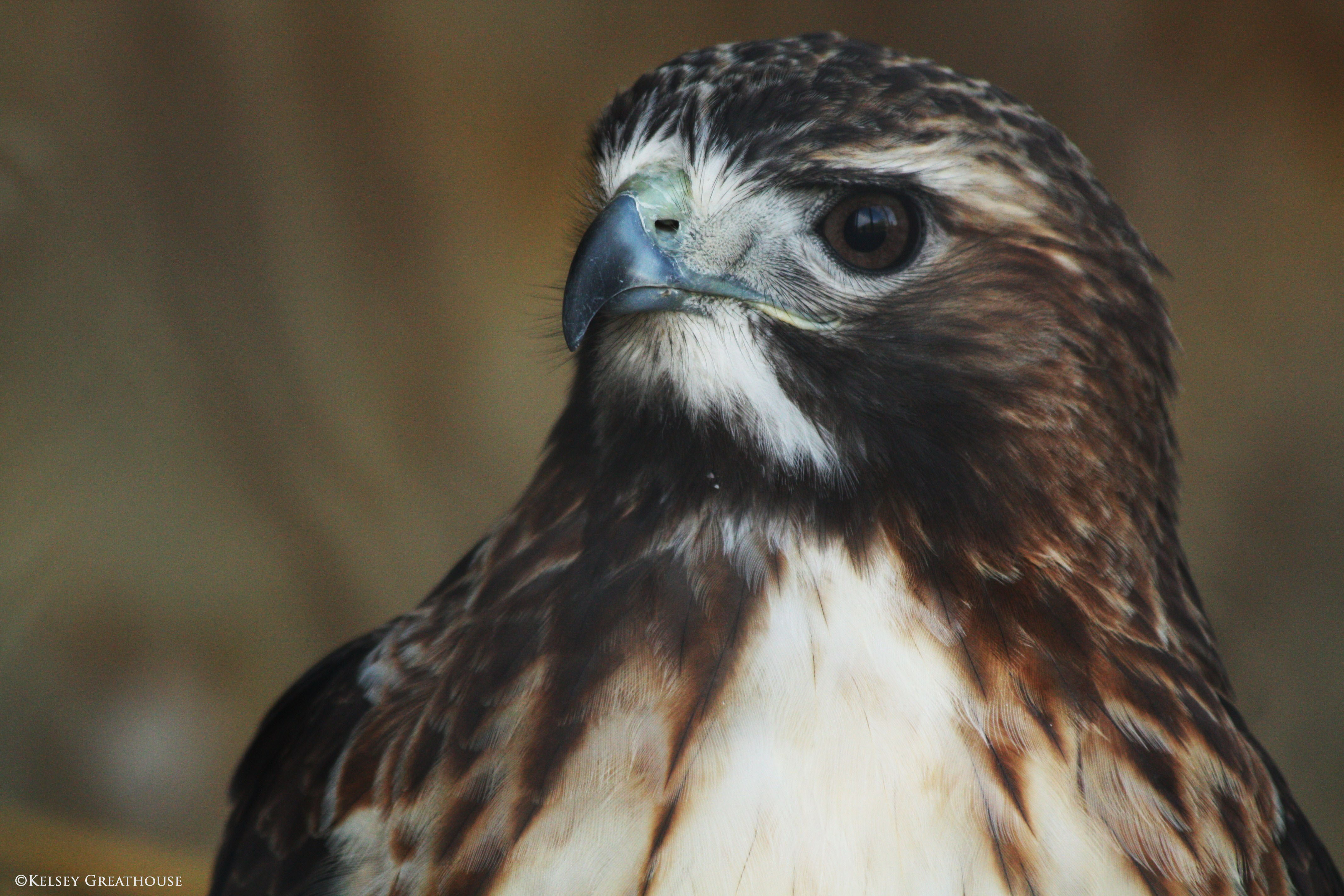 Options for Your Field Trip | Dodge Nature Center