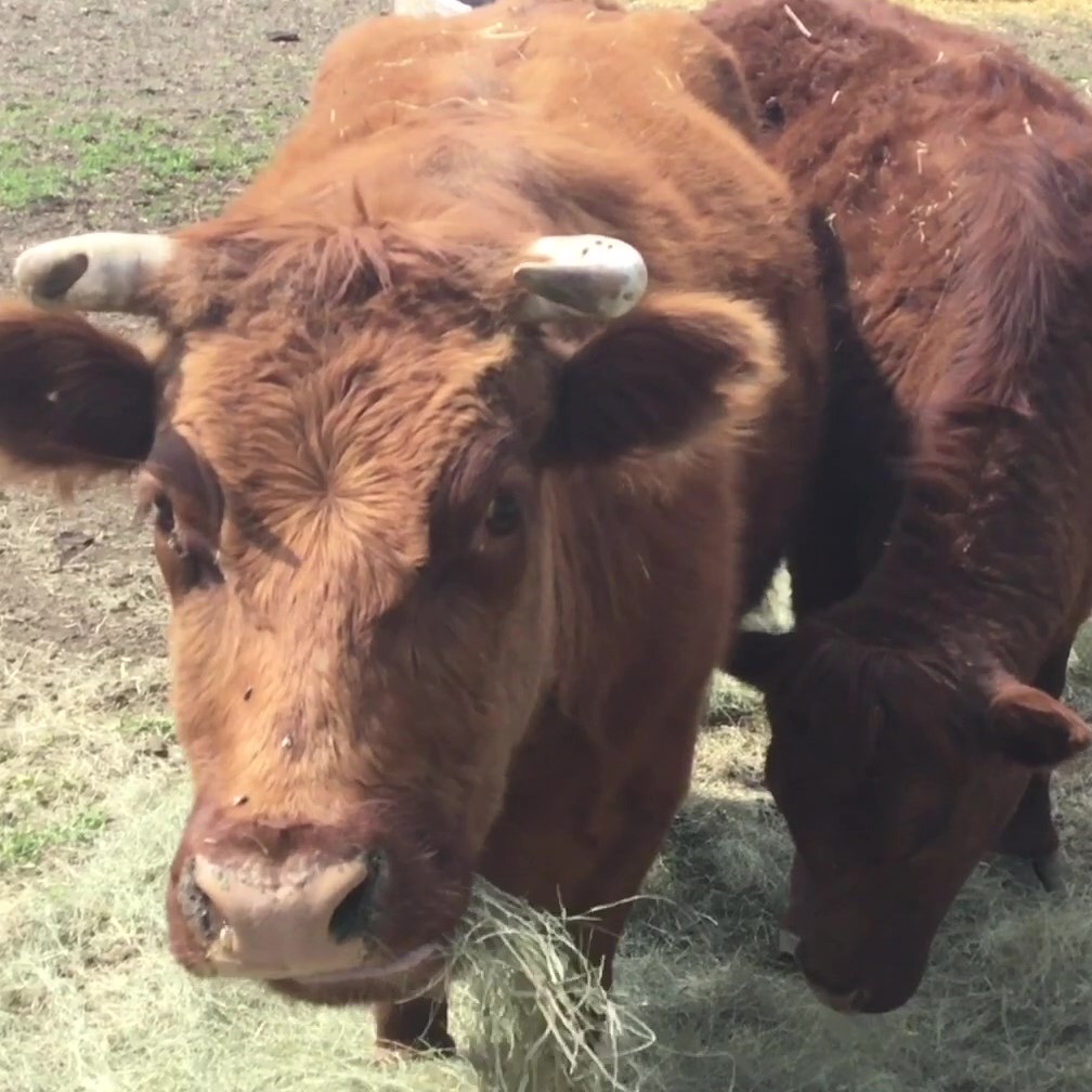 Virtual Learning with Dodge | Dodge Nature Center