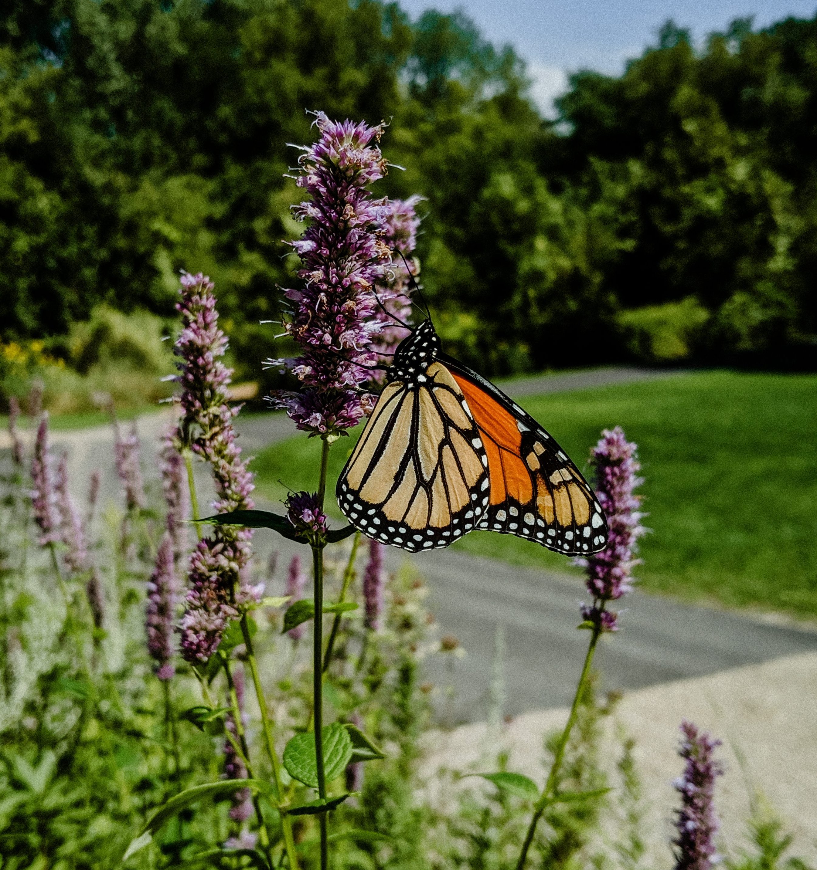 Dodge Nature Center | Nourish Your Need For Nature