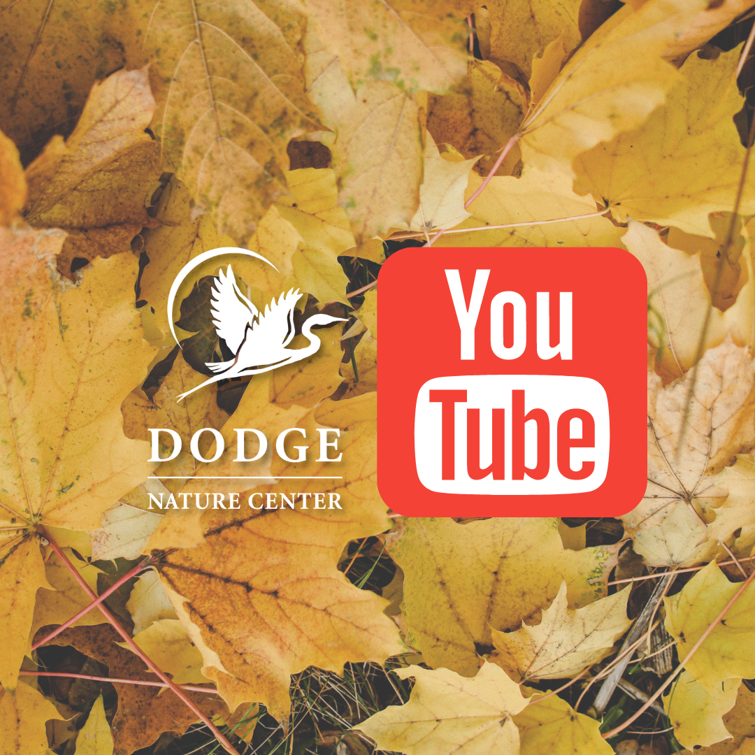 Virtual Learning with Dodge | Dodge Nature Center