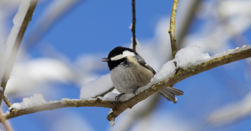 C.S.I. – Critter Sighting Investigations: Birds Dodge Nature Center