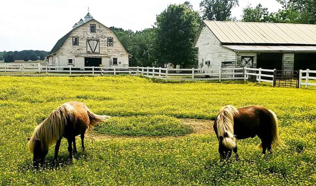 A Local's guide To living In California, Maryland | REAL Broker, LLC.