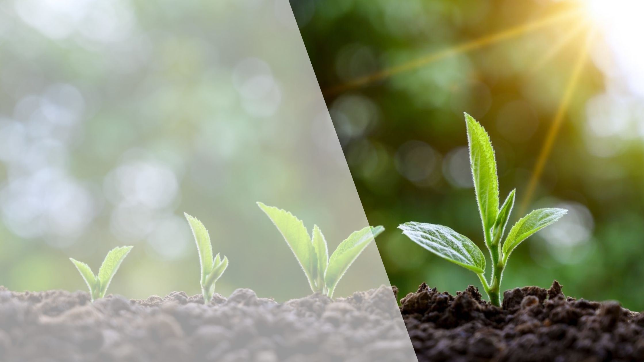 Avoid Planting These Trees