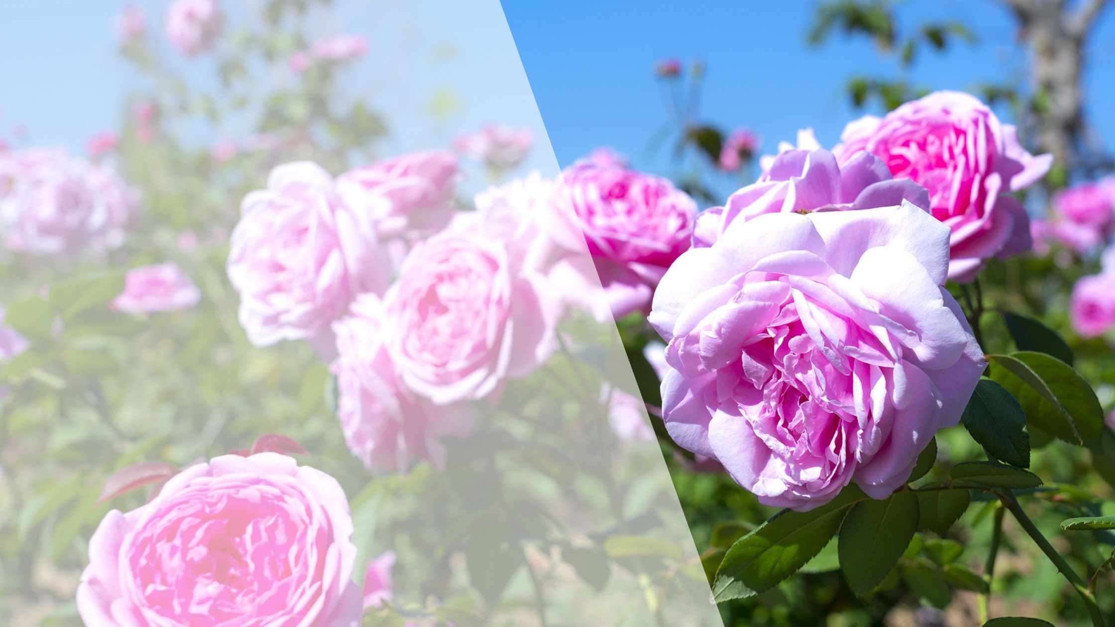 How To Grow Better Roses This Summer