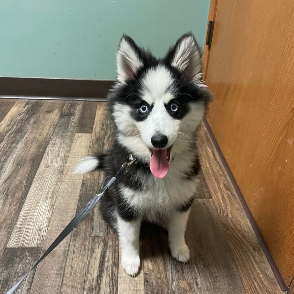 3 Things To Know Before You Adopt A Pomsky