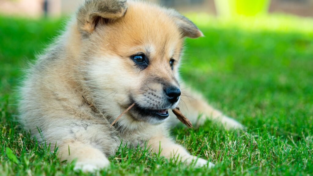 Are Pomskies Healthy Dogs? Major Health Problems?