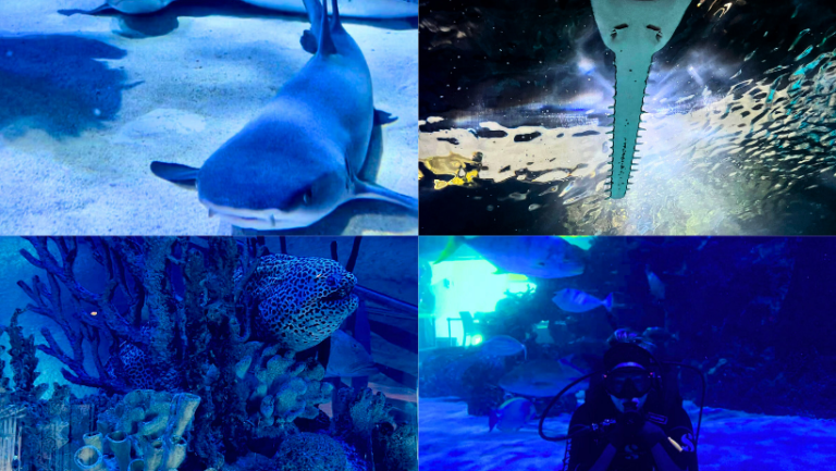 Shark Voyage Houston Aquarium | Houston Texas | 77002 | The Houston ...